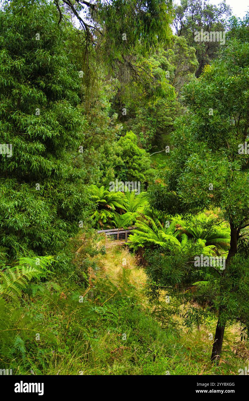 Valley with dense subtropical rainforest, with huge ferns and tall ...