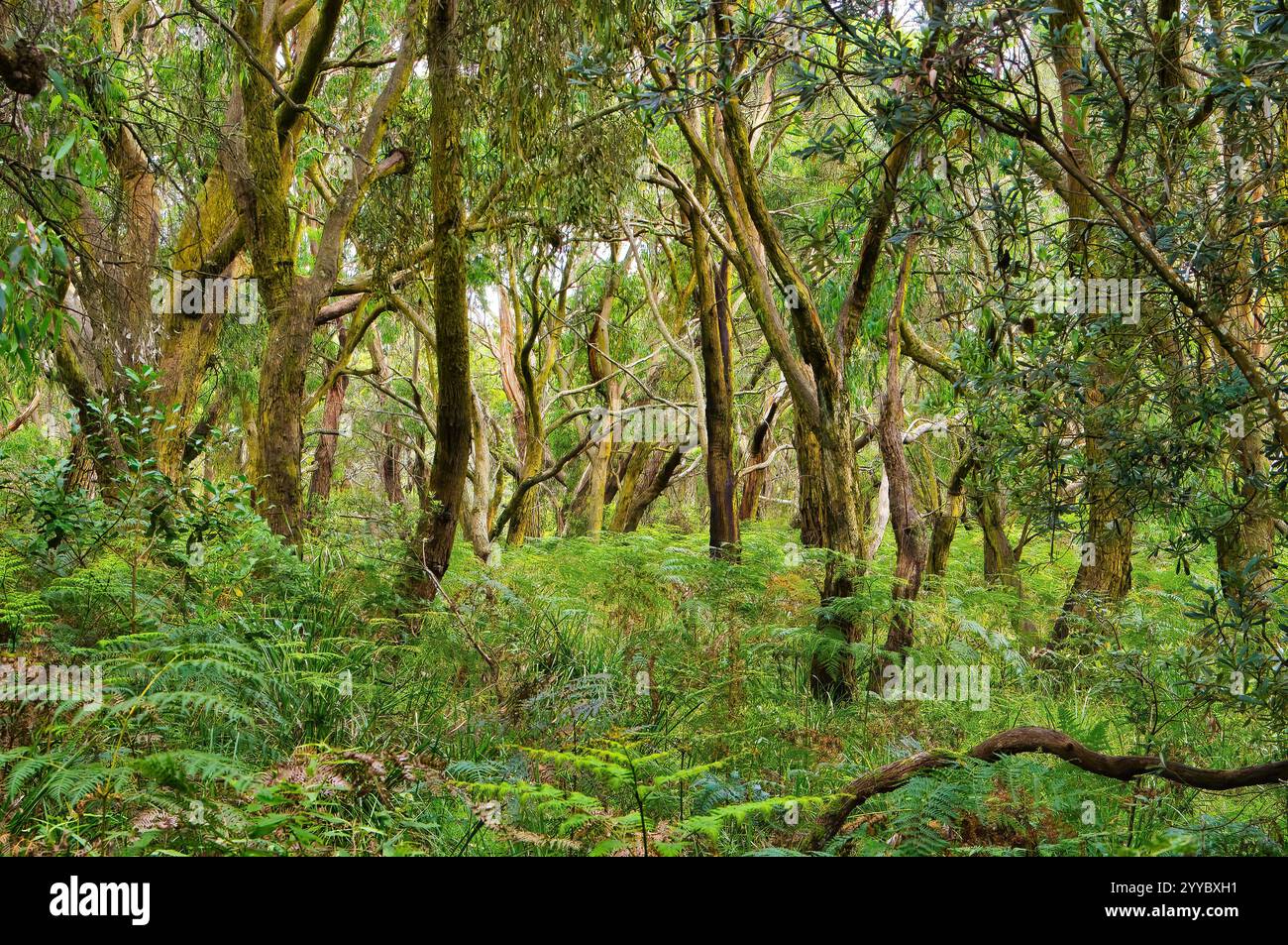 Open eucalyptus forest with undergrowth of ferns in Greensbush ...