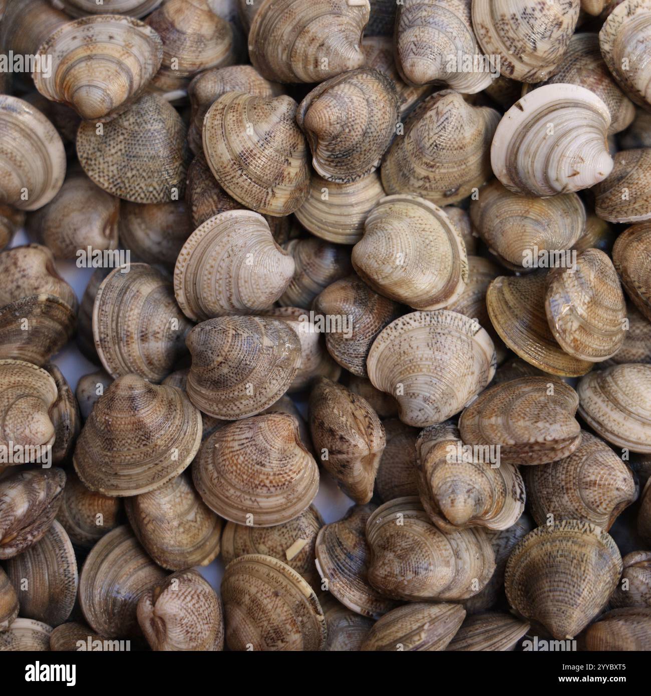 Clam closed hi-res stock photography and images - Alamy