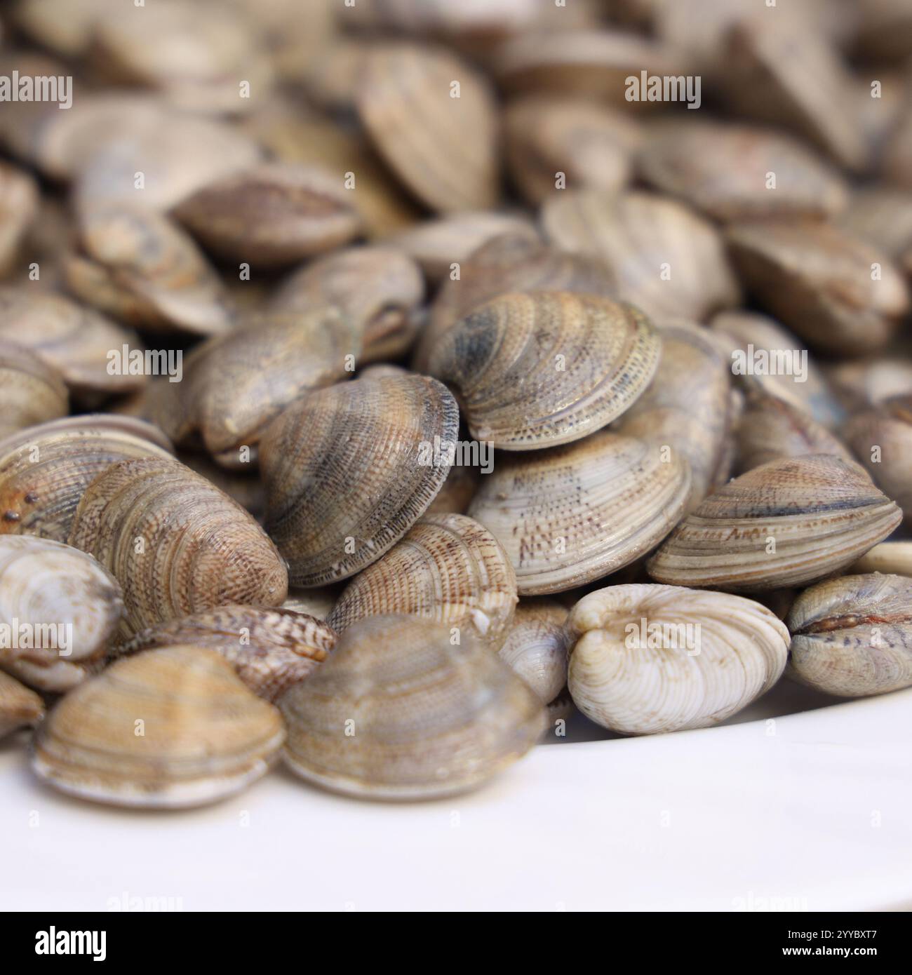 Clam closed hi-res stock photography and images - Alamy
