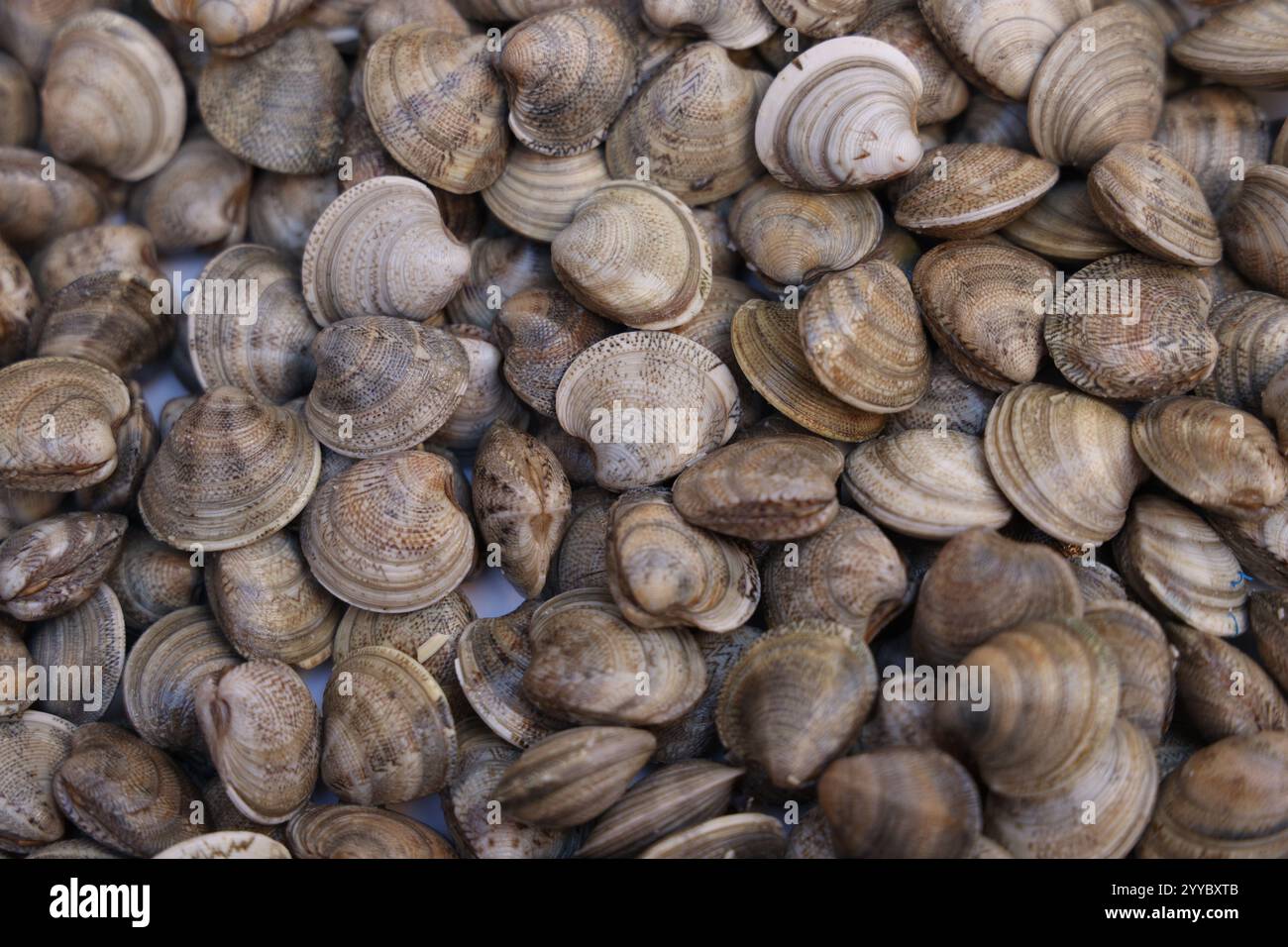 Closed clams hi-res stock photography and images - Alamy