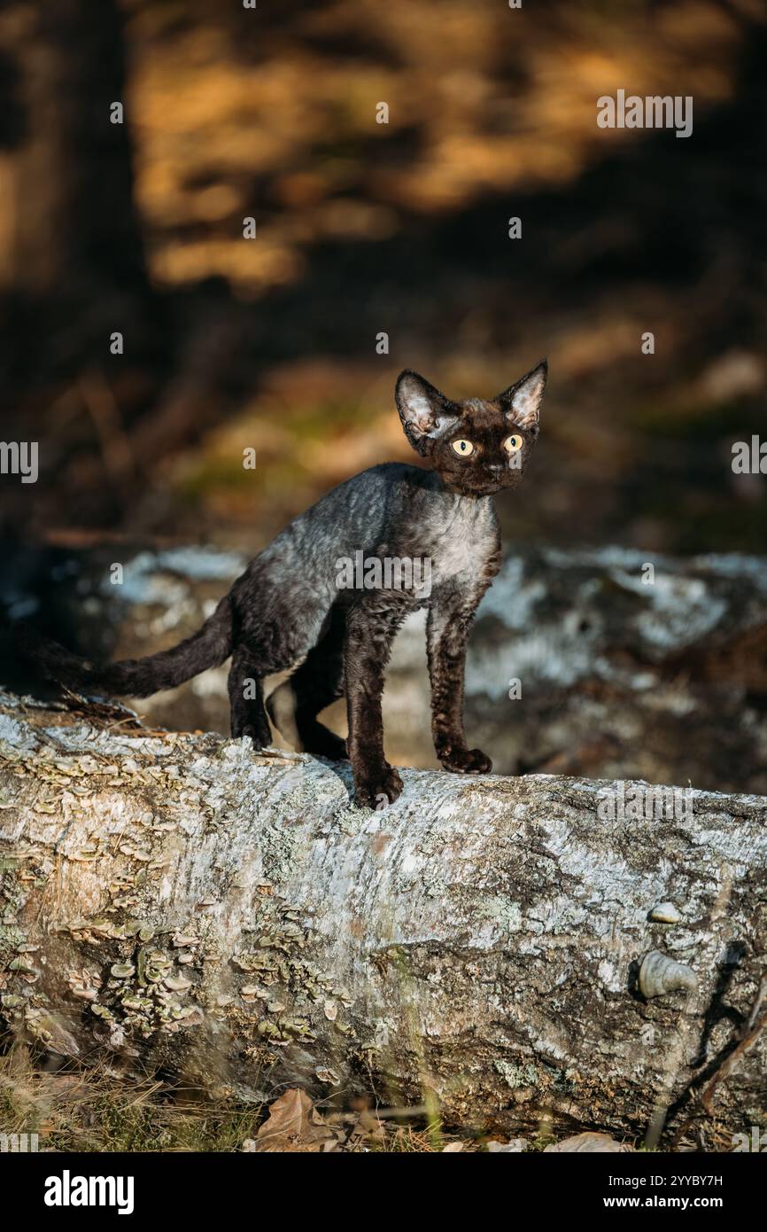 Cute Funny Curious Playful Gray Black Devon Rex Cat sitting on fallen ...