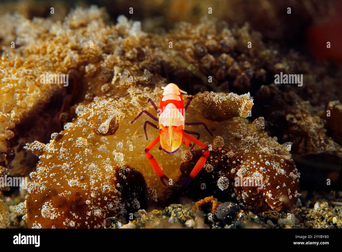 Close-up of an Emperor Shrimp (Periclimenes imperator) Sitting on the ...
