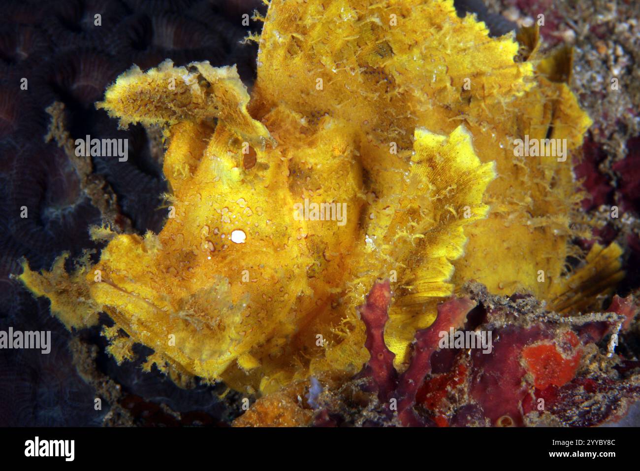Yellow Weedy Scorpionfish (Rhinopias frondosa). Anilao, Philippines ...