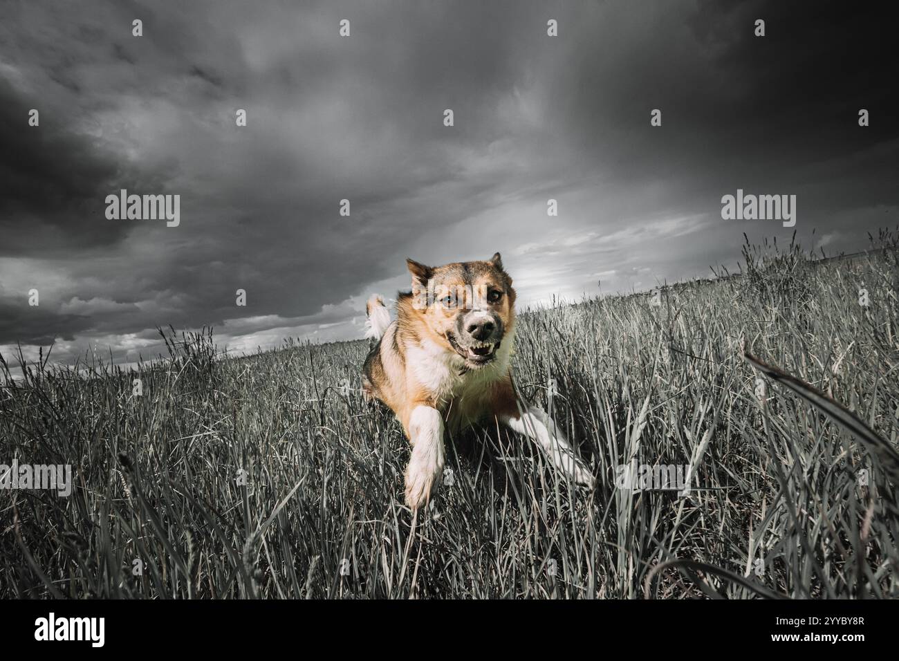 Angry Aggressive Mad Dog Running Outdoors In Green Meadow On Camera ...