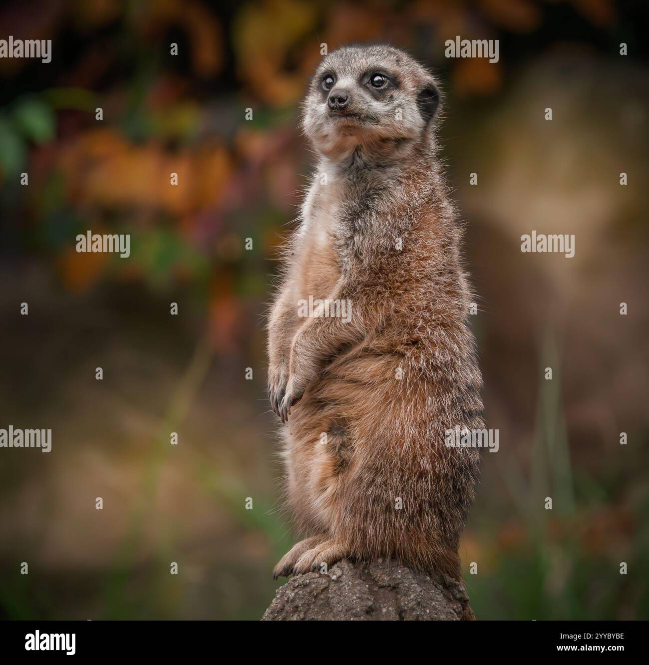 Meerkat keeps watch Stock Photo - Alamy