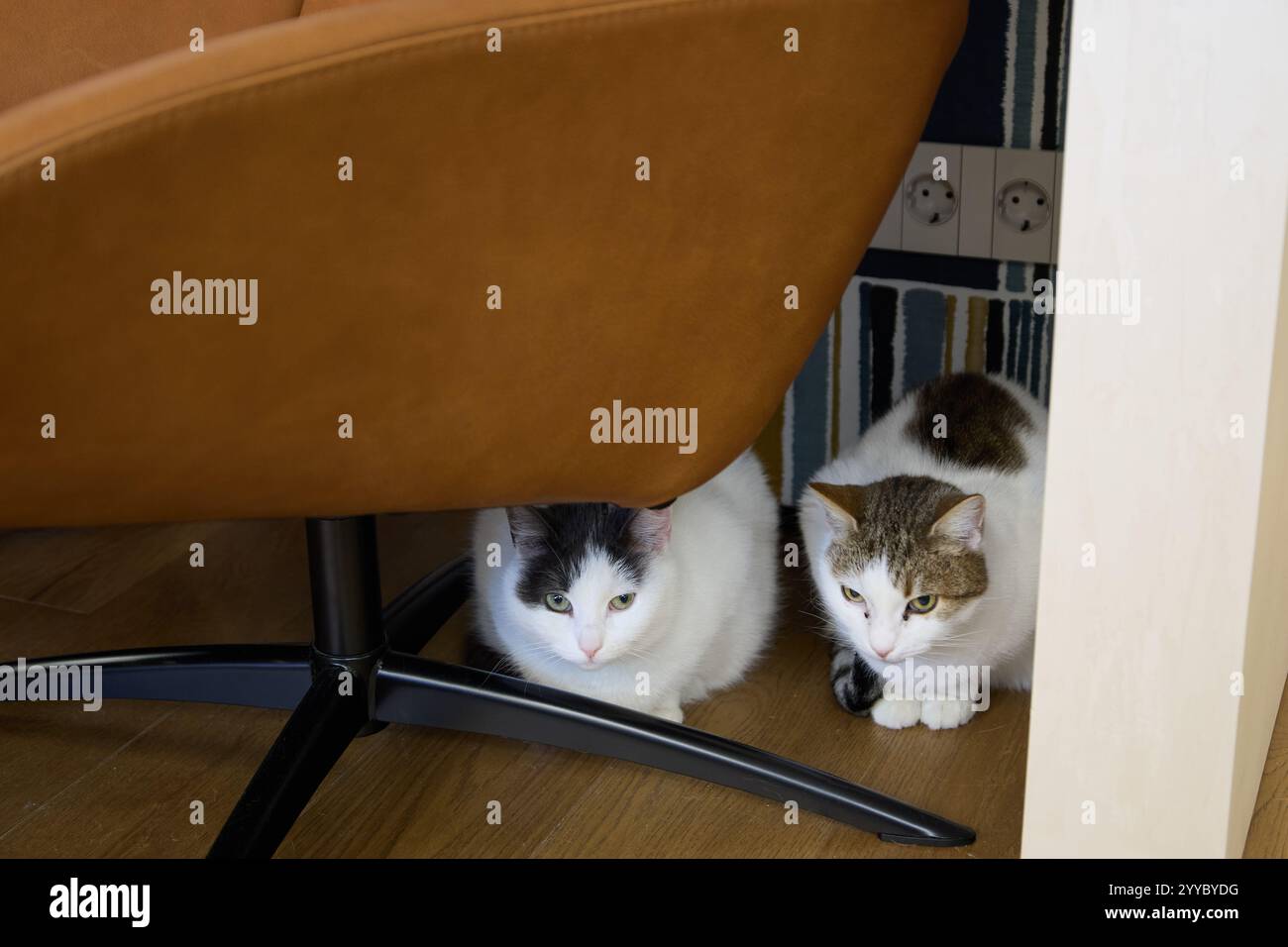 Two affectionate cats relax under a chair in a cozy space, creating a ...