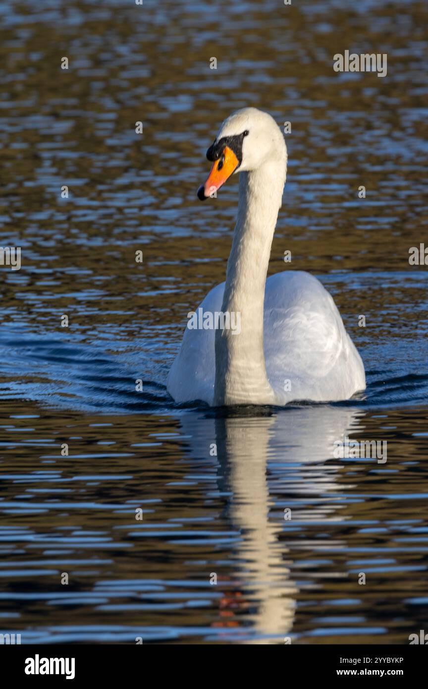 A Mute Swan swims regally in its territory. Resident year round and ...