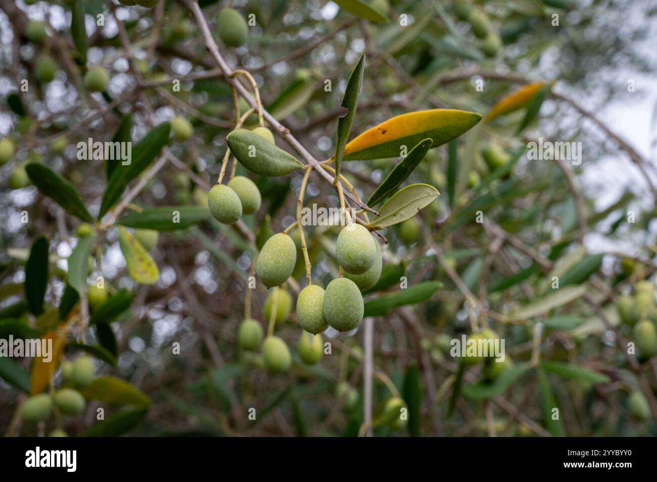 Fresh olives hanging from the branches of an olive tree in Italy Stock Photo - Alamy