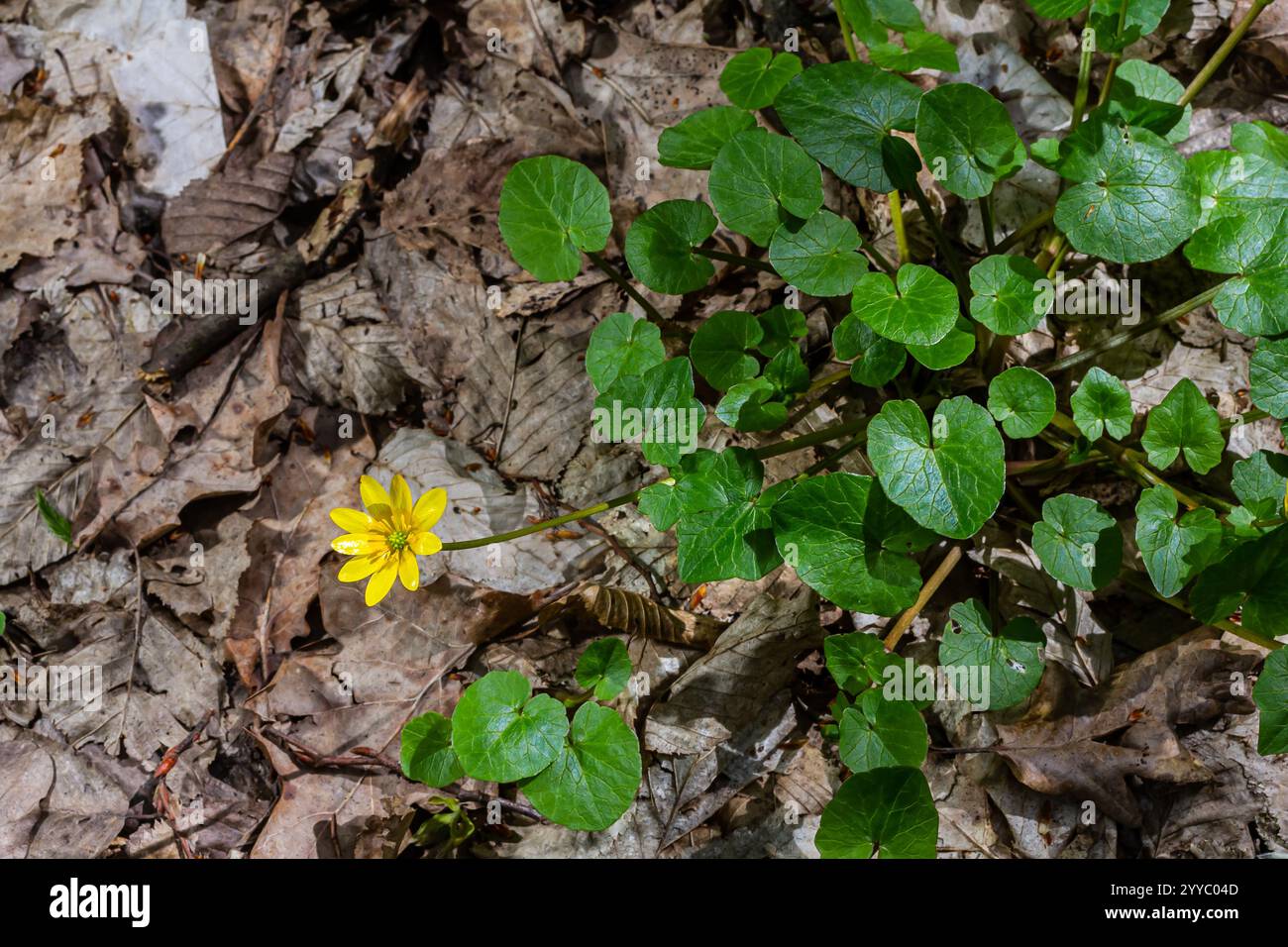 ranunculus ficaria verna pilewort lesser celandine Stock Photo - Alamy