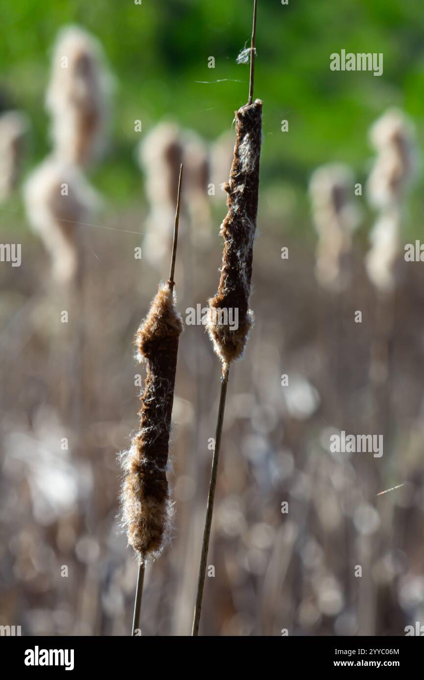 Swamp cattails Typha angustifolia Broadleaf brown flowers in spring ...