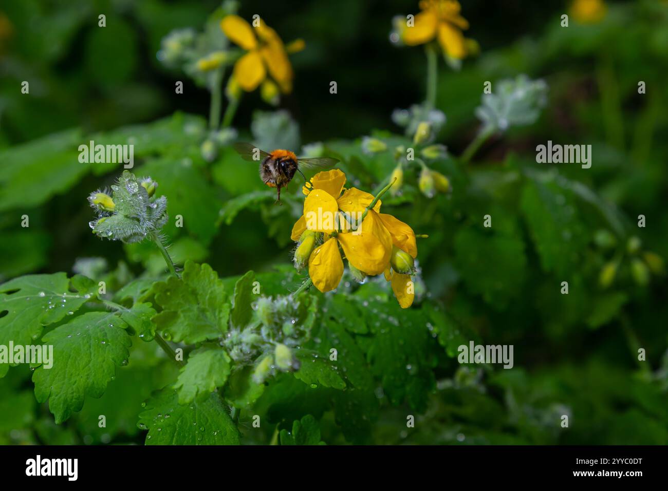 Chelidonium majus, commonly known as greater celandine or tetterwort ...