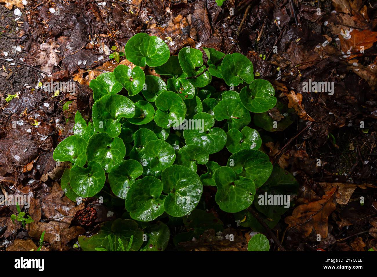 Shiny green foliage from wild ginger plants, Asarum europaeum Stock ...
