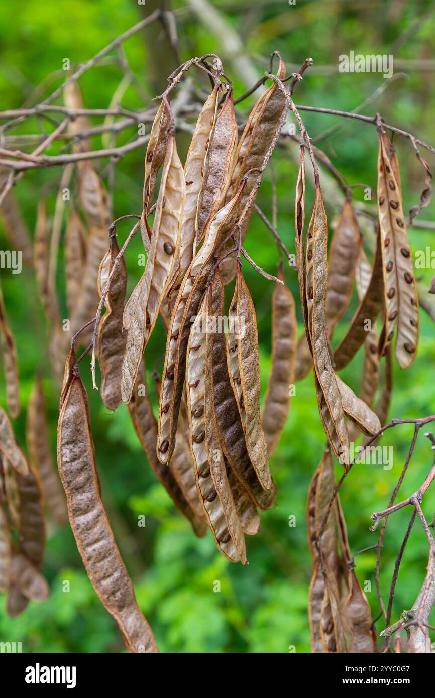 Robinia pseudoacacia, commonly known as black locust with seeds Stock ...
