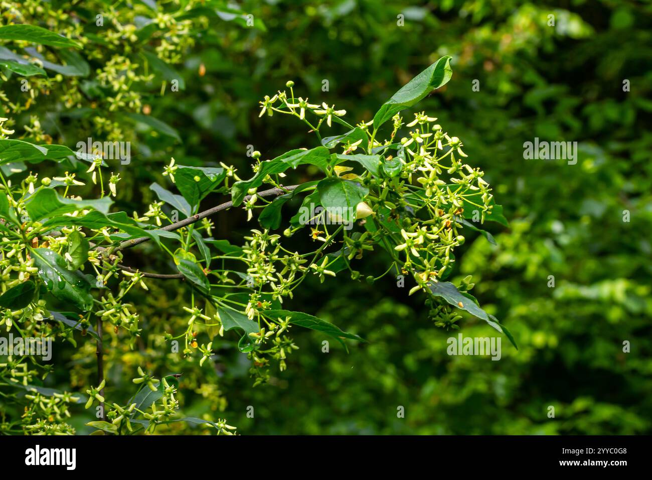 Flowering European spindle tree, Euonymus europaeus, flowering plant ...