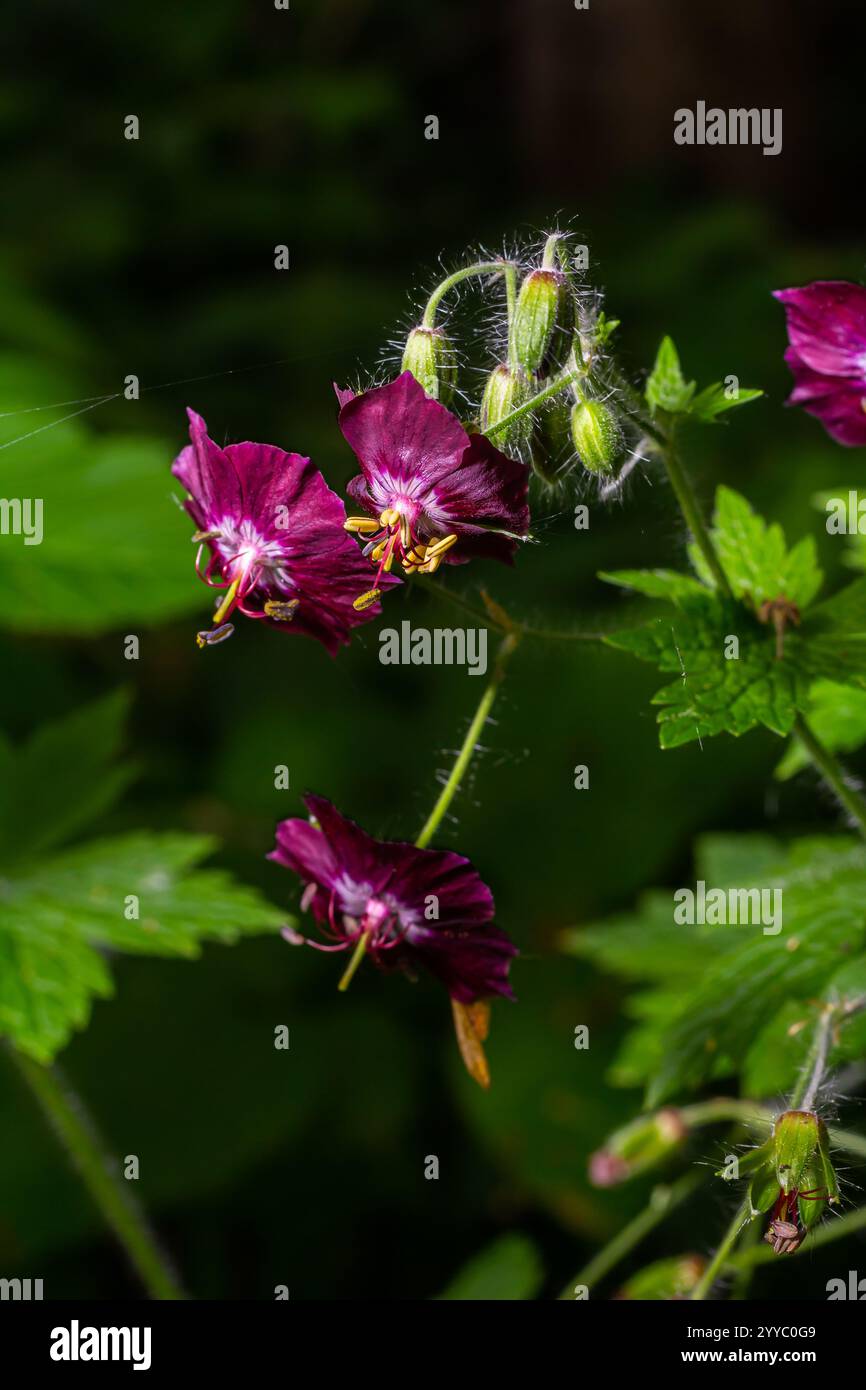 Purple and red flowers of Geranium phaeum Samobor in spring garden ...