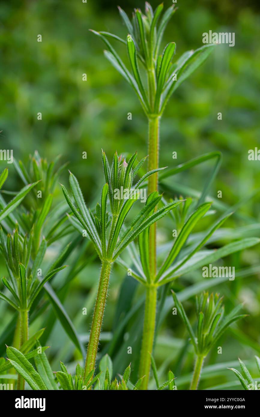The Cleavers Galium aparine have been used in the traditional medicine ...