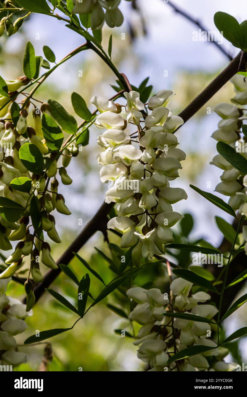 Honey bee collects nectar from white flowers tree acacia. Blooming ...