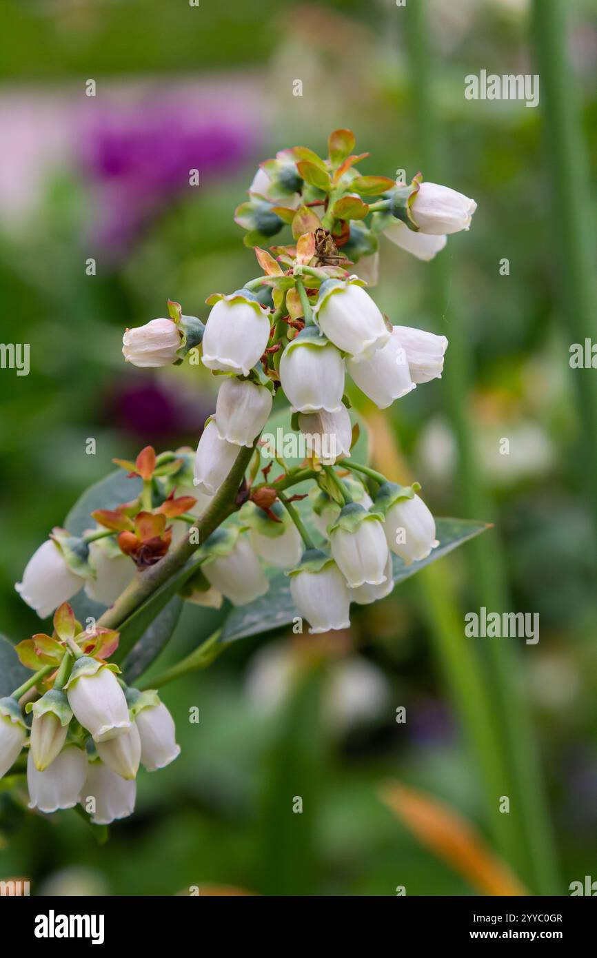 White blueberry buds on a bush. Blueberry bud twig. White flowers ...