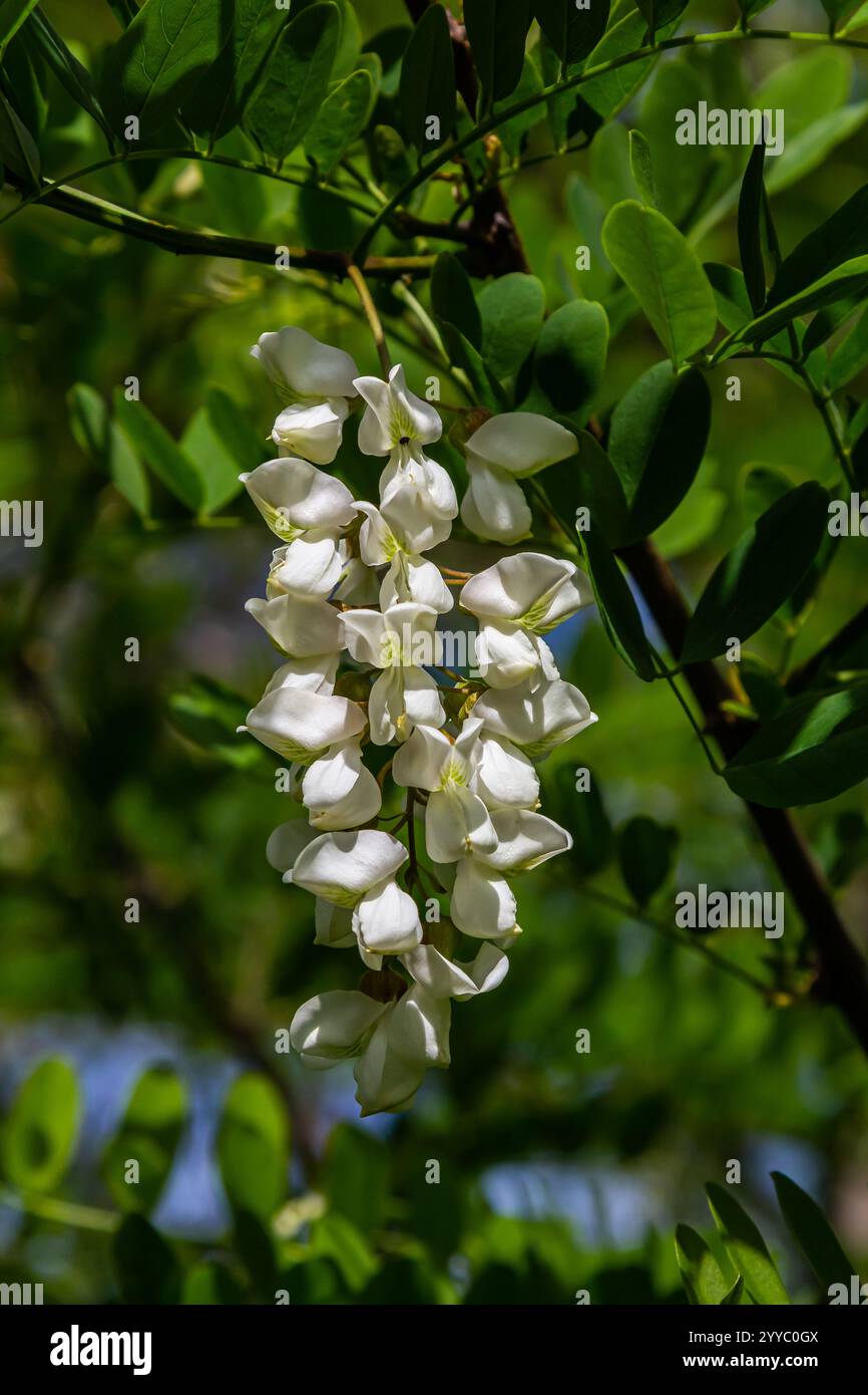 Honey bee collects nectar from white flowers tree acacia. Blooming ...