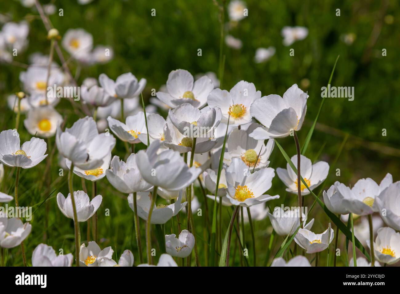 Anemonoides sylvestris Anemone sylvestris, known as snowdrop anemone or ...