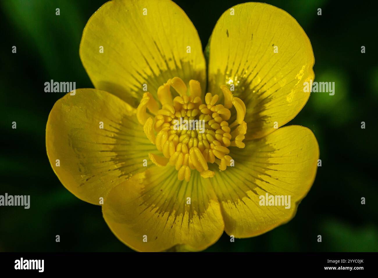 Close-up of Ranunculus repens, the creeping buttercup, is a flowering ...