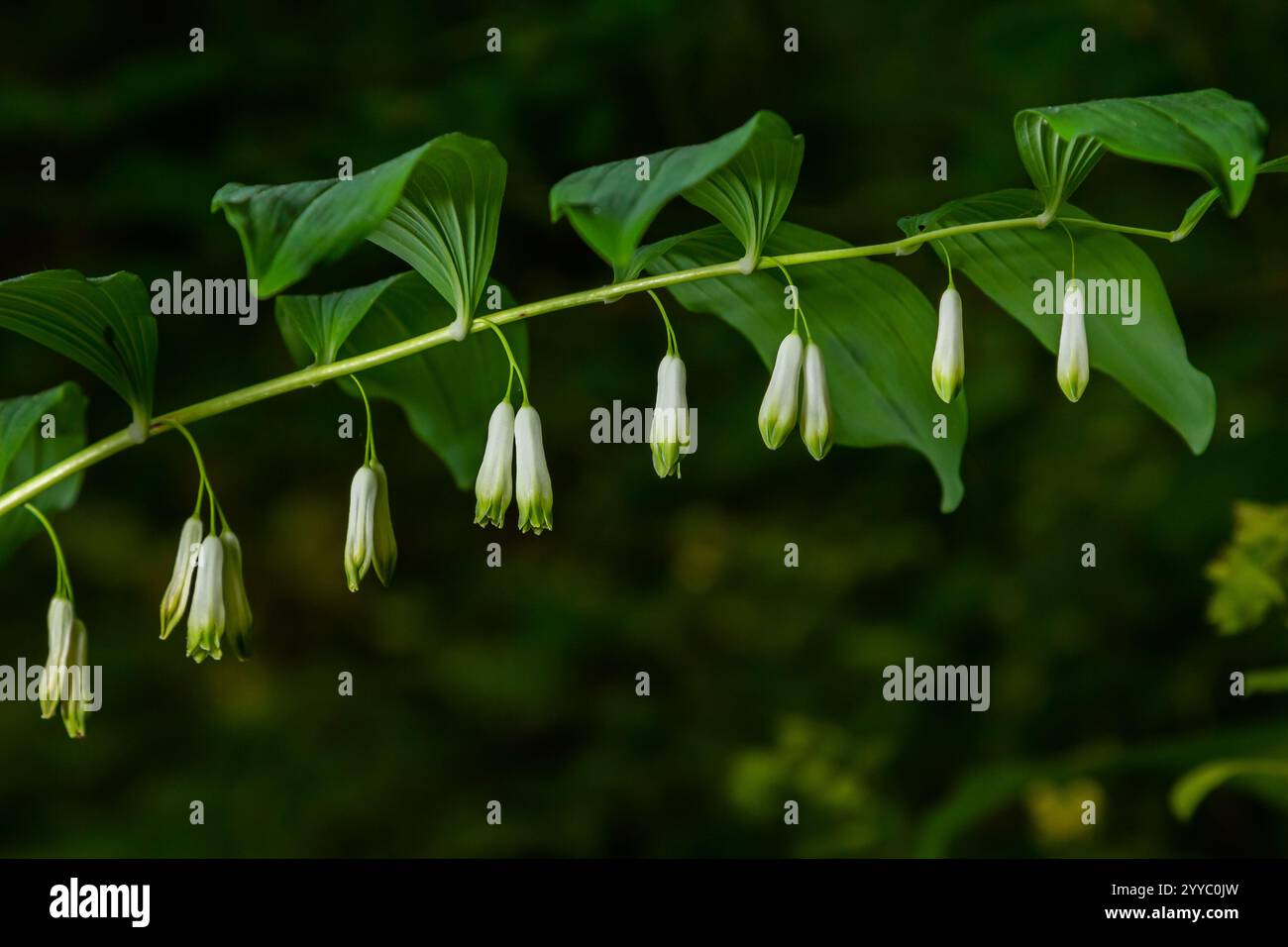 Multiflorum close up hi-res stock photography and images - Alamy