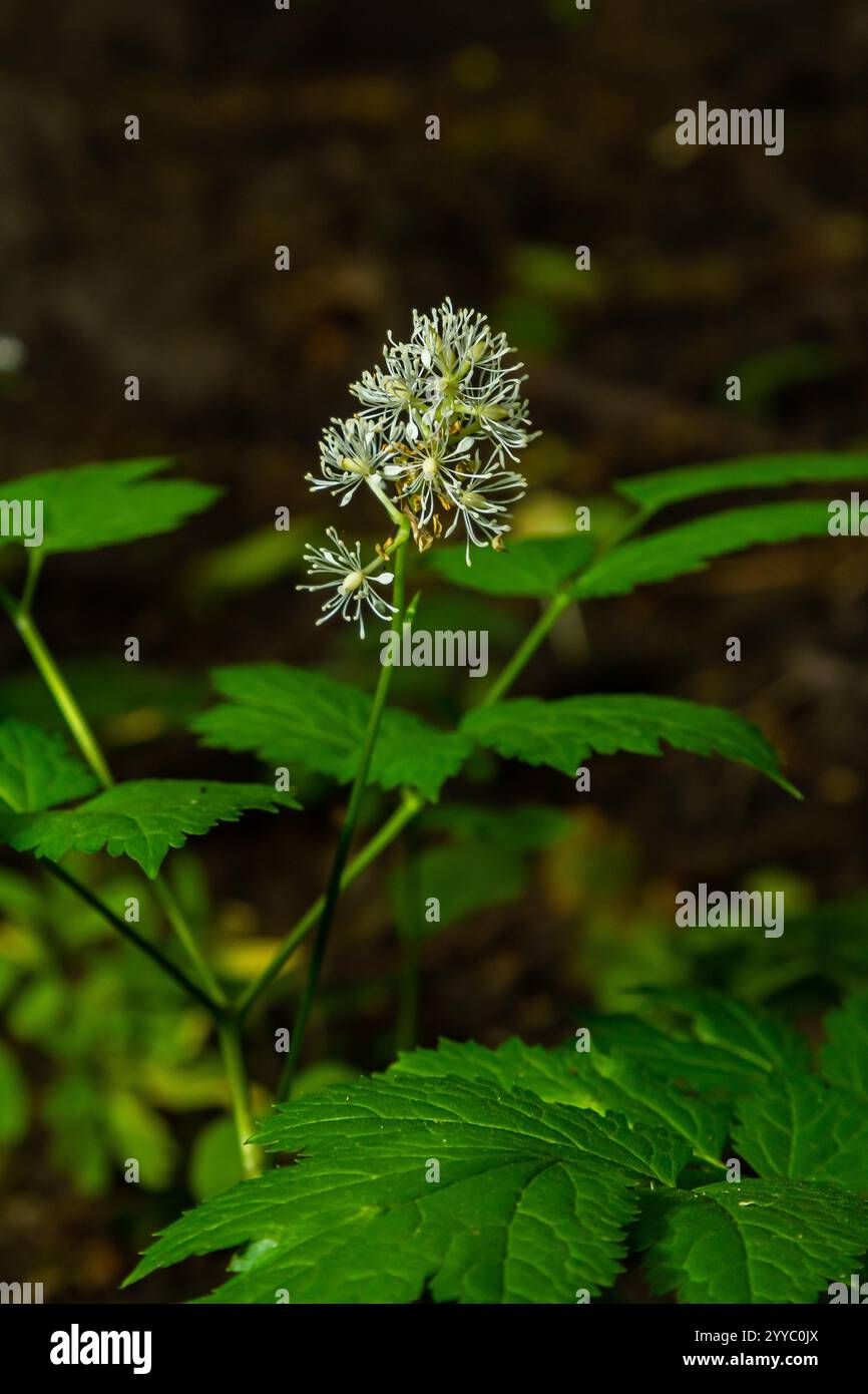 Flowering actaea spicata hi-res stock photography and images - Alamy