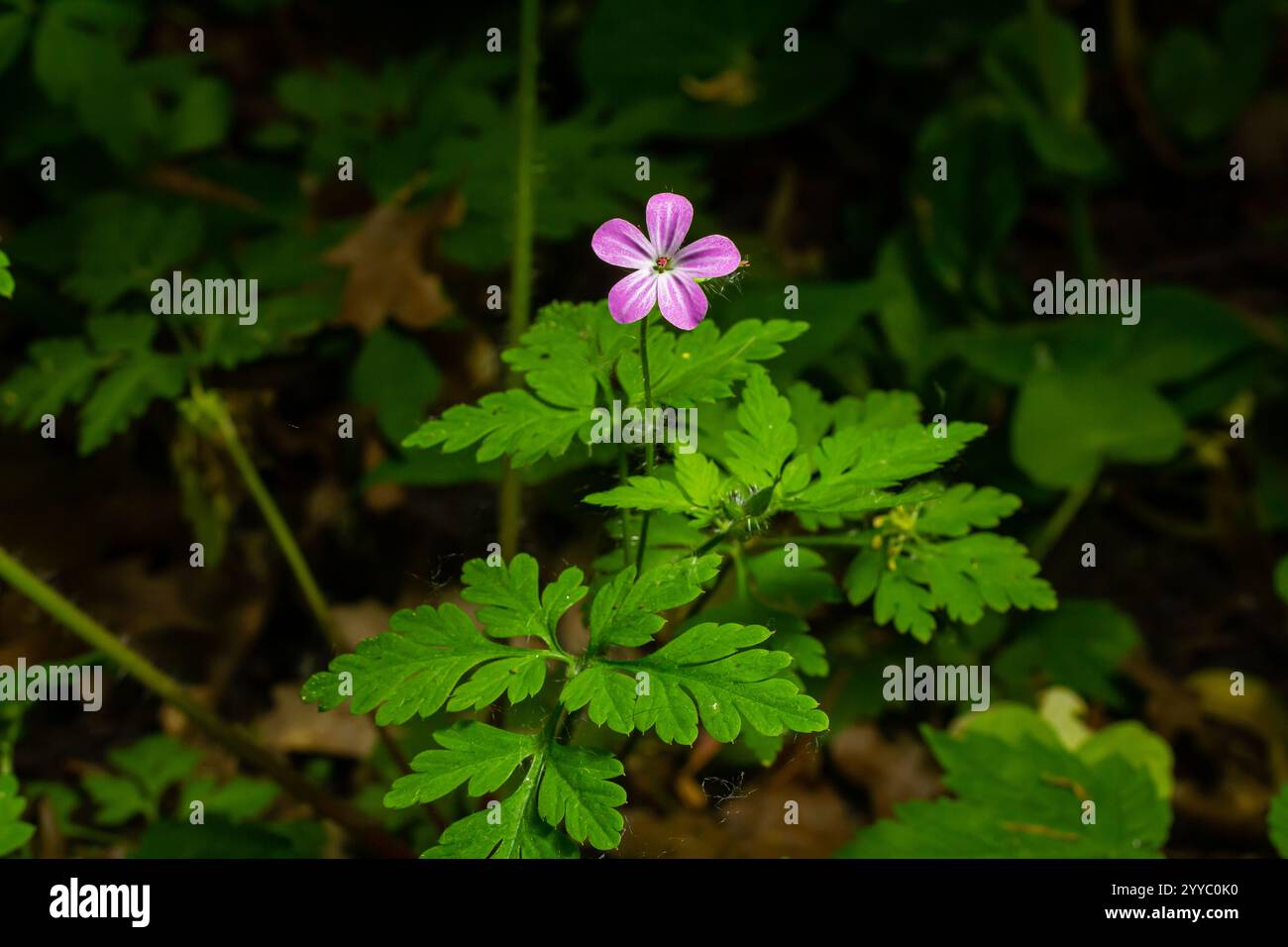 Background with purple wildflower, Little-Robin, Geranium purpureum ...