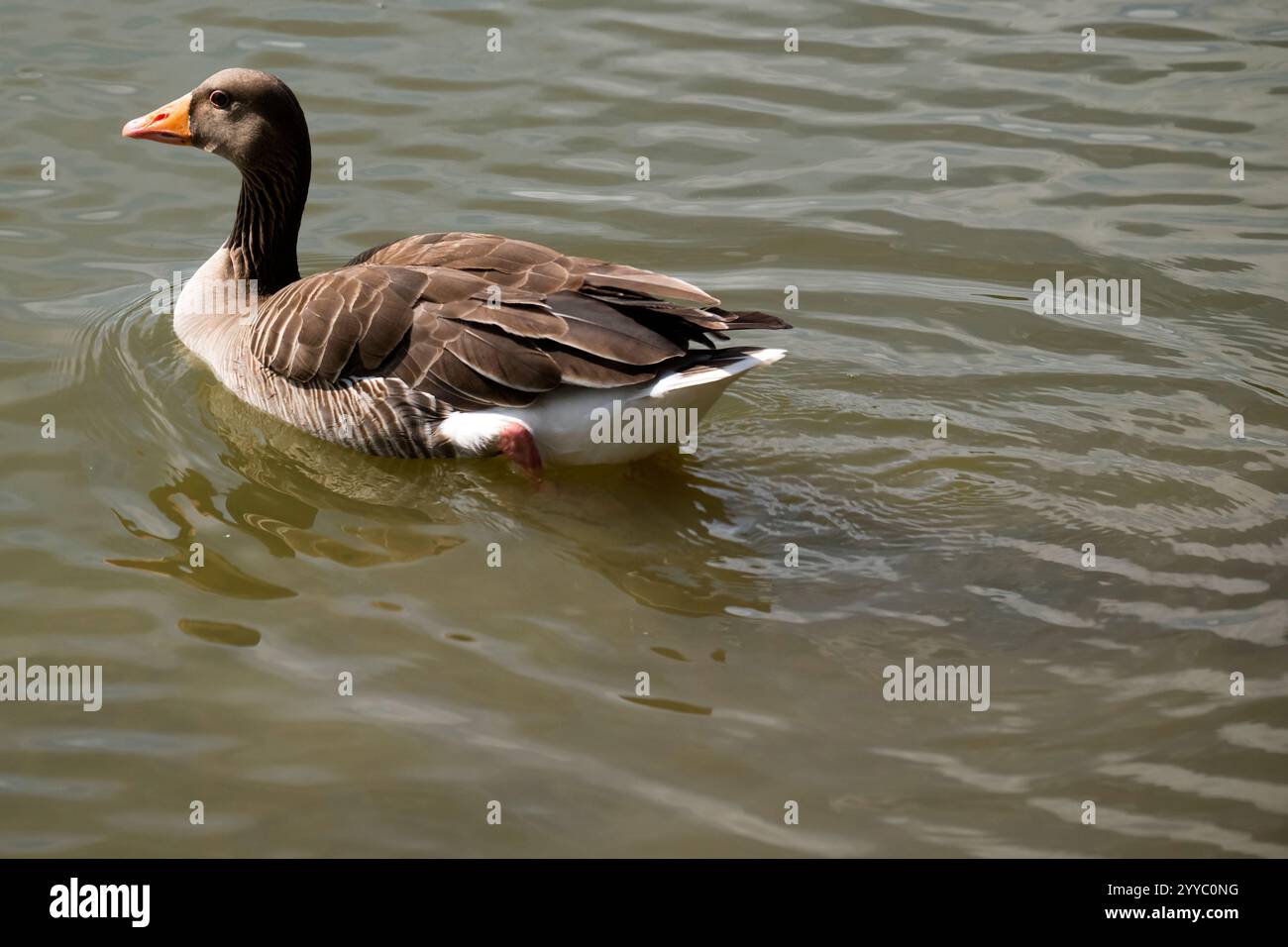 Fishing pond geese hi-res stock photography and images - Alamy