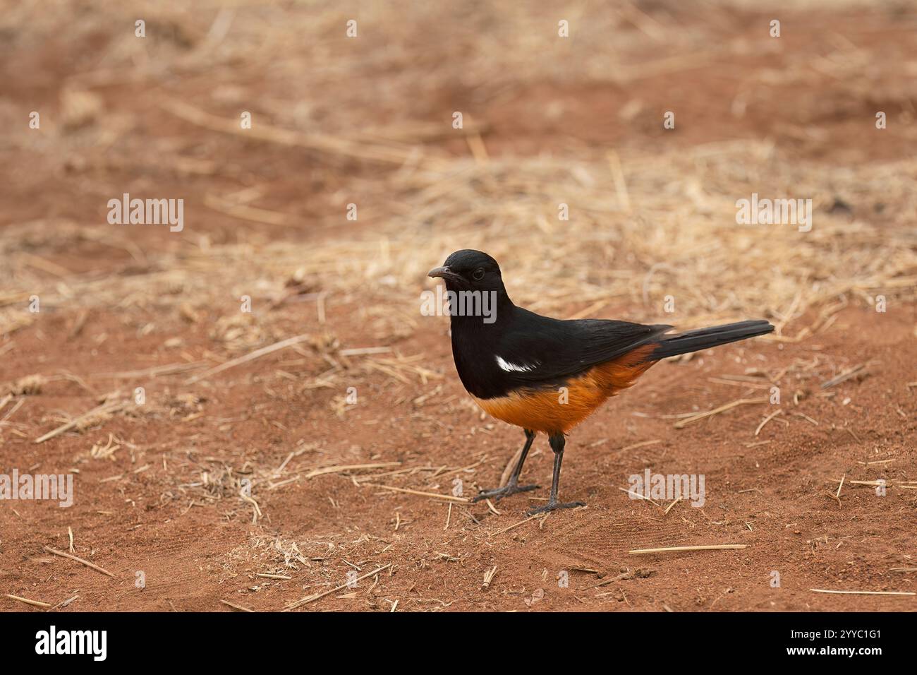 Mocking Cliff Chat ( Thamnolaea cinnamomeiventris ) Pilanesberg Nature ...