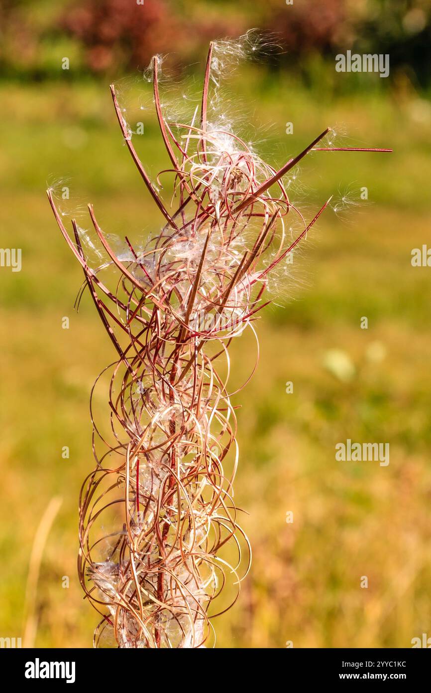 A plant with brown stems and white flowers. The stems are twisted and ...