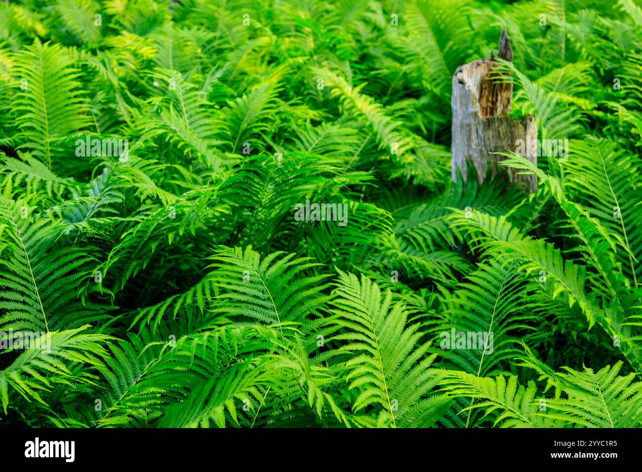 A lush green field of ferns with a dead tree stump in the middle. The ...