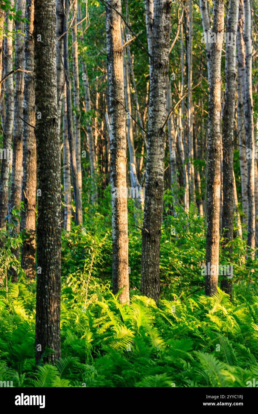 A forest with tall trees and green foliage. The trees are tall and have ...