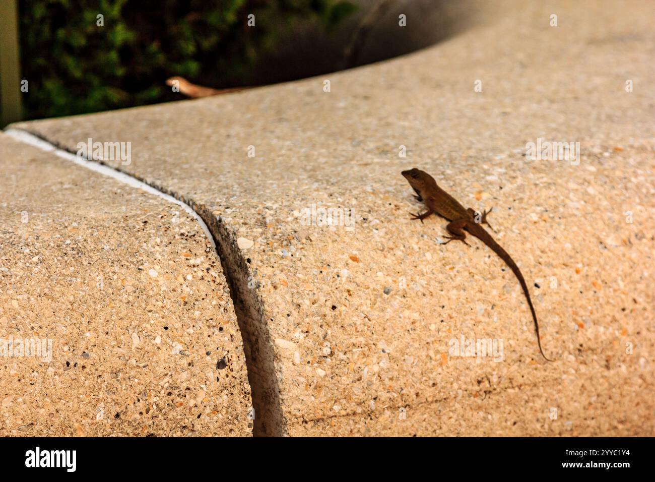 A lizard is sitting on a cement ledge. The lizard is brown and has a ...