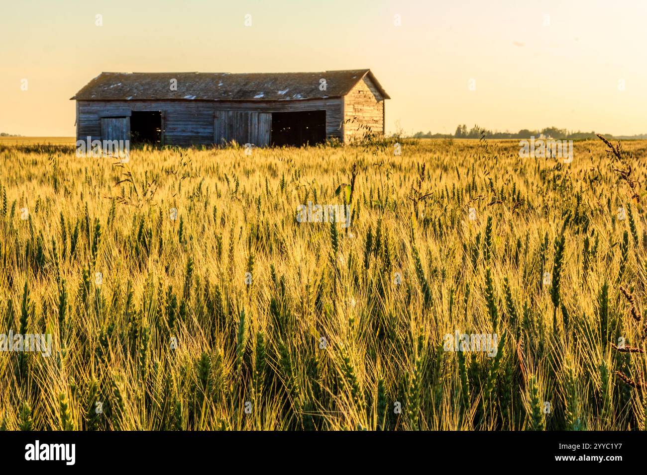 A large, old barn sits in a field of tall, dry grass. The barn is ...