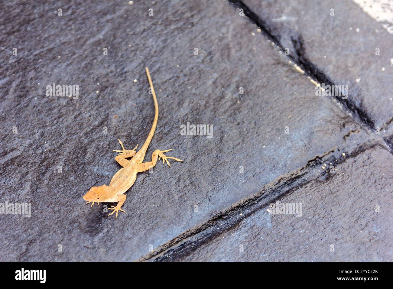 A lizard is laying on the ground. The lizard is brown and has a long ...