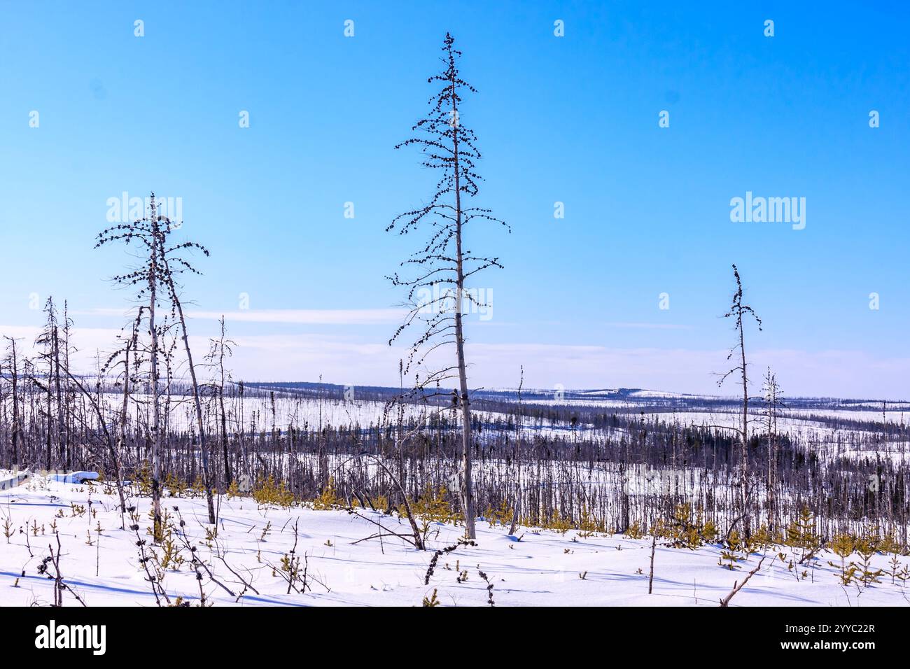 A barren landscape with a lone tree standing in the snow. The sky is ...