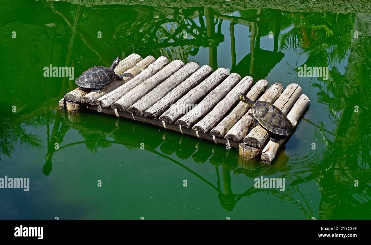 South american river turtles (Podocnemis expansa), Rio de Janeiro ...