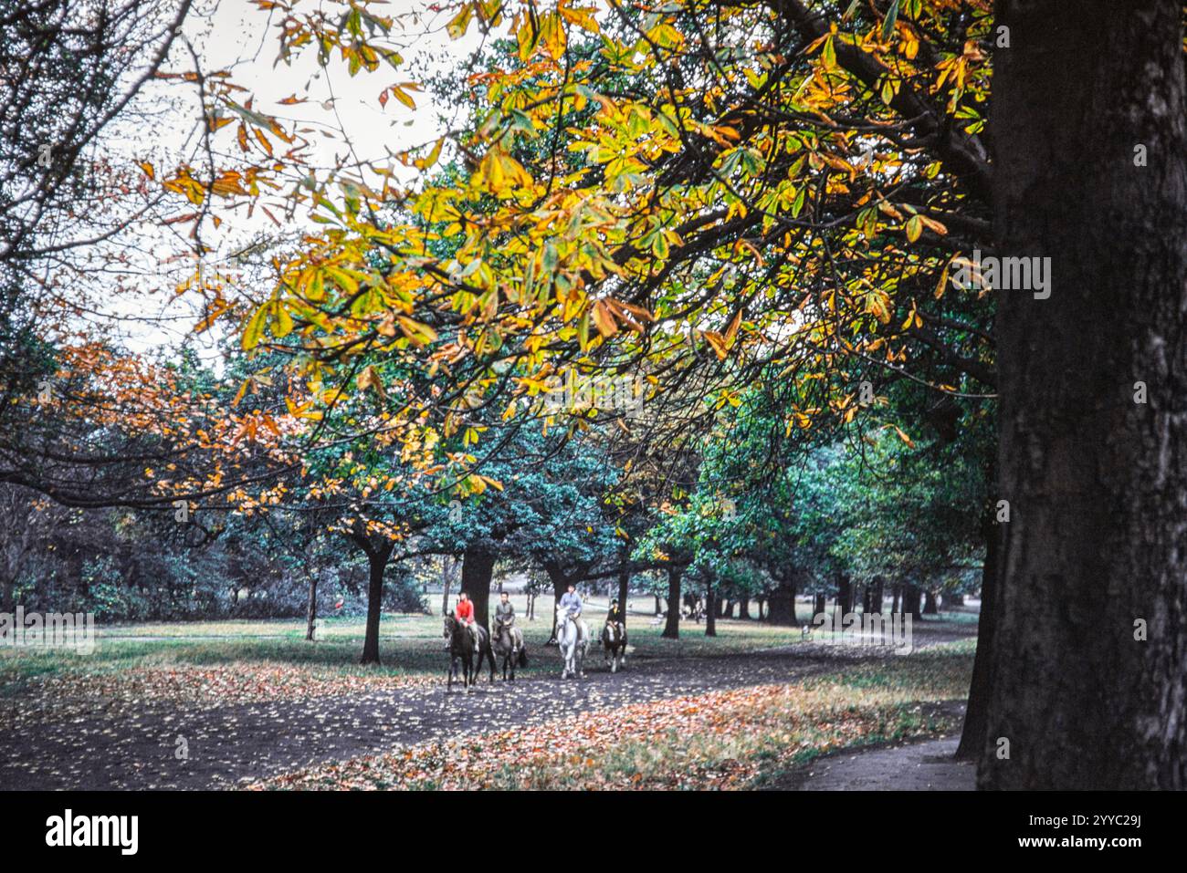 People riding horses along path with autumn trees, Tooting Bec Common ...