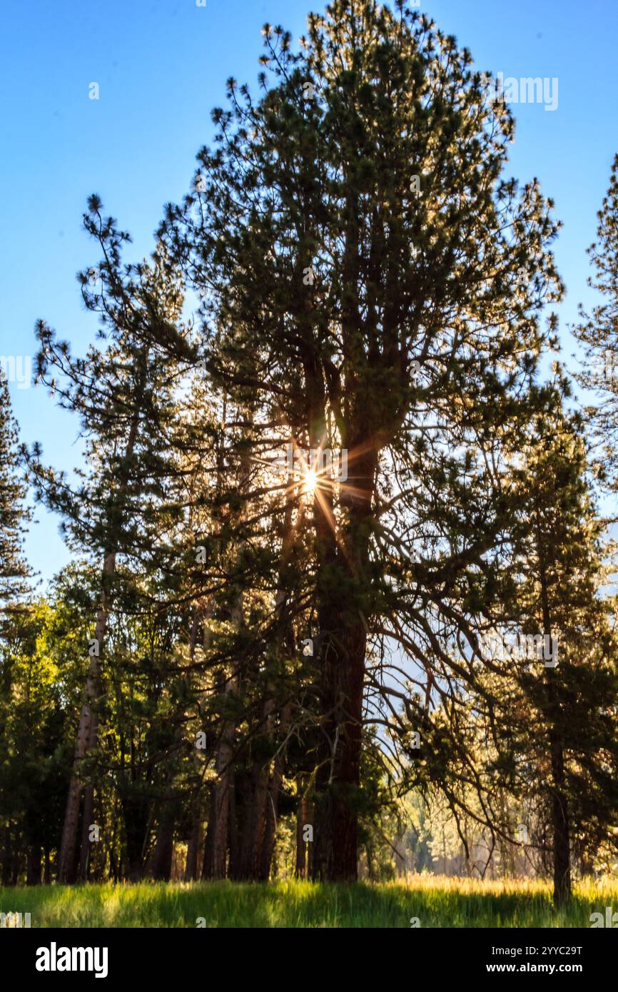 A large tree with a sun shining through its branches. The sun is bright ...