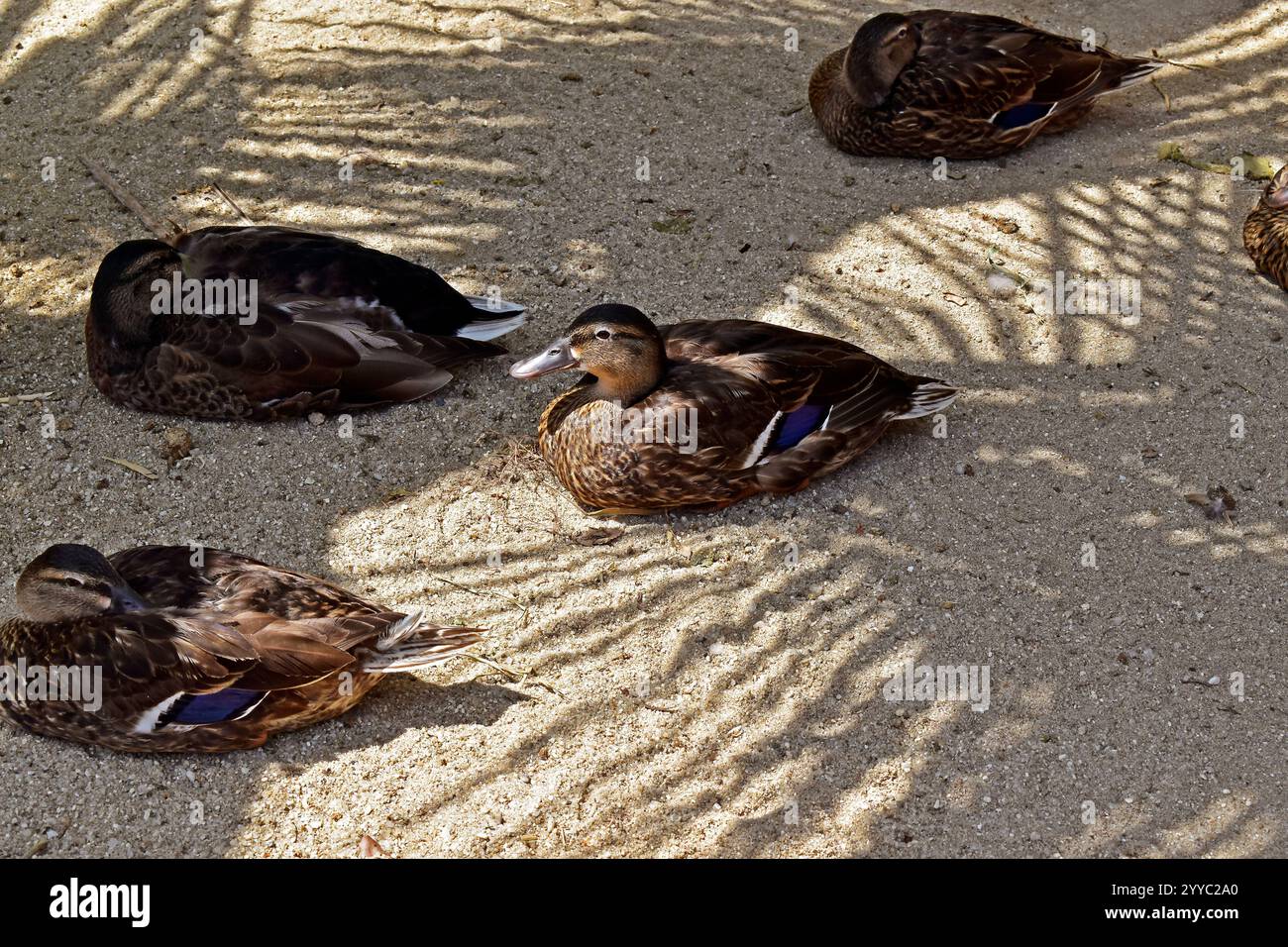 Female wild ducks (Anas platyrhynchos) resting on sand Stock Photo - Alamy