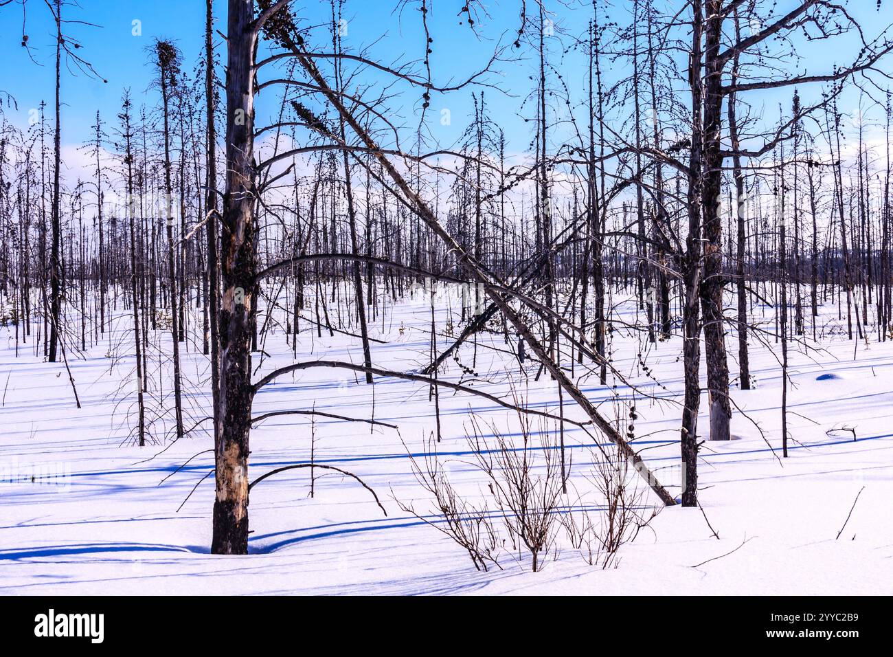 A snowy forest with dead trees and a blue sky. Scene is somber and ...