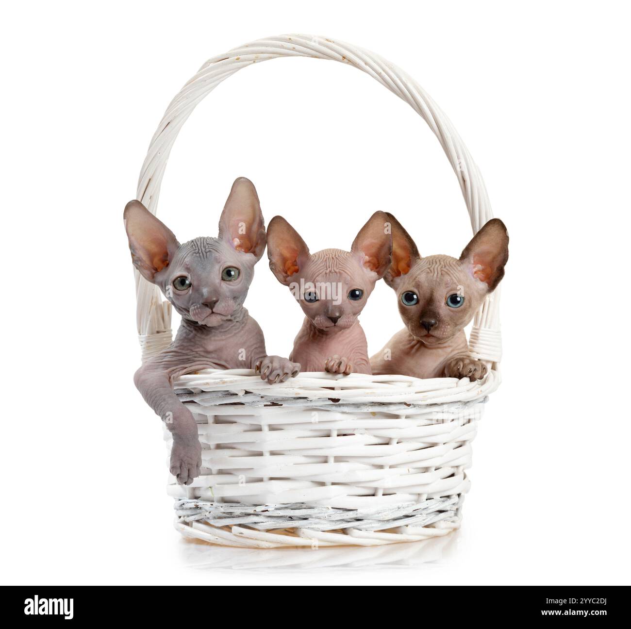 Three cute Canadian sphinx kittens are sitting in a basket isolated on ...