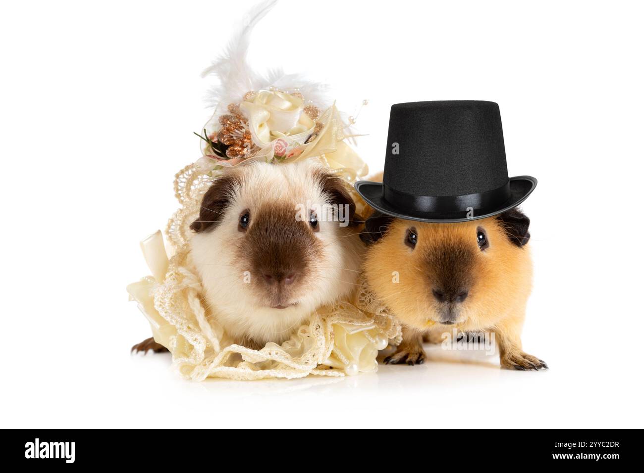 Funny couple of guinea pigs in clothes isolated on a white background ...