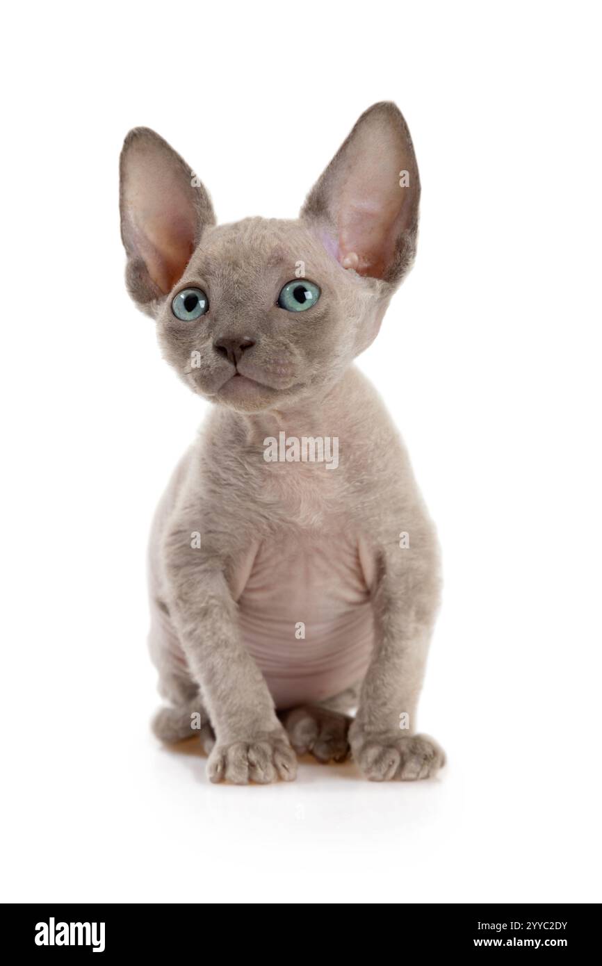 Adorable Canadian Sphinx kitty cat (seven weeks old) isolated on white ...