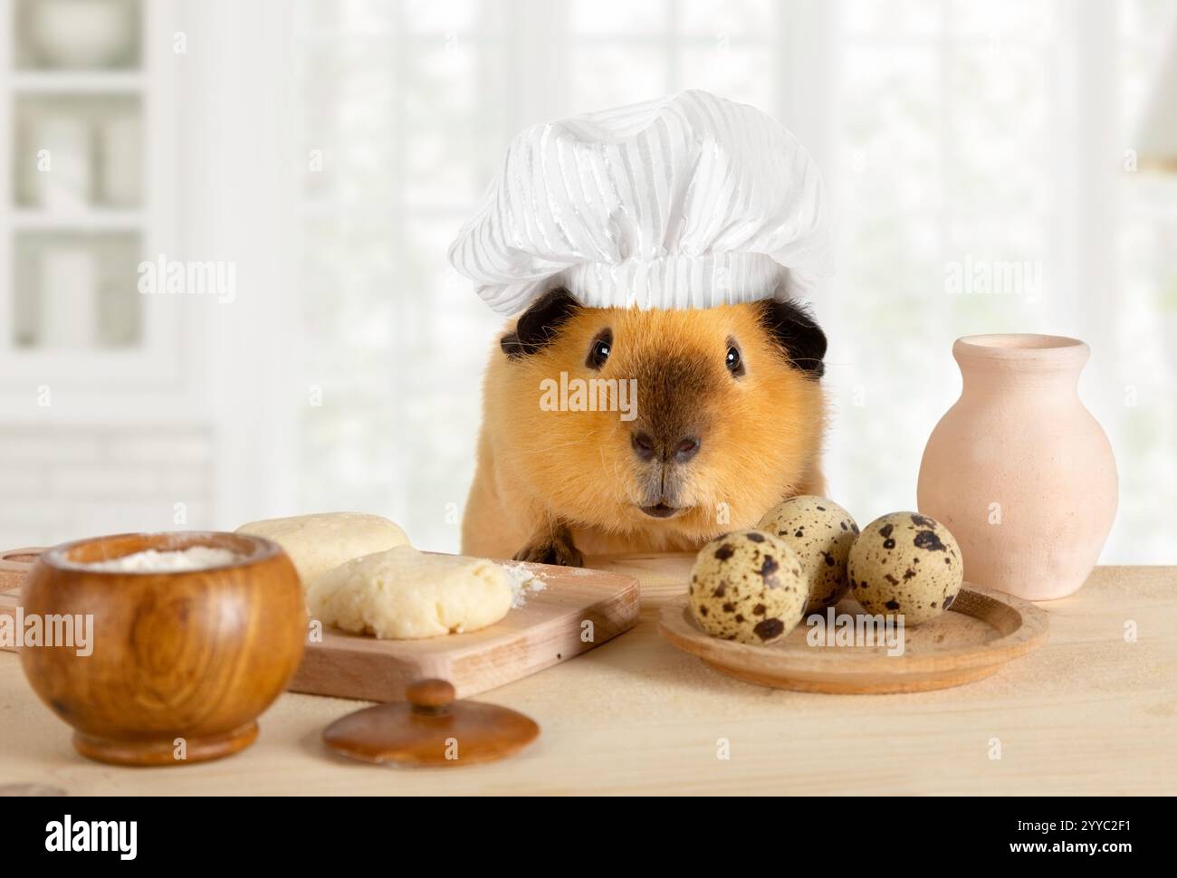 Guinea pig chef hi-res stock photography and images - Alamy