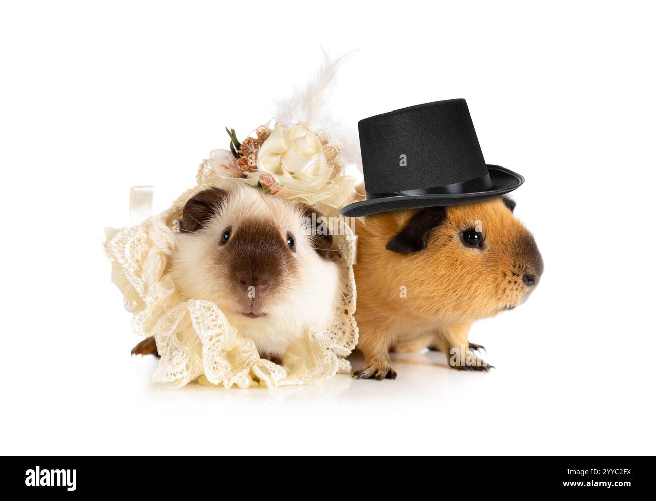 Cute couple of guinea pigs in clothes isolated on a white background Stock Photo - Alamy
