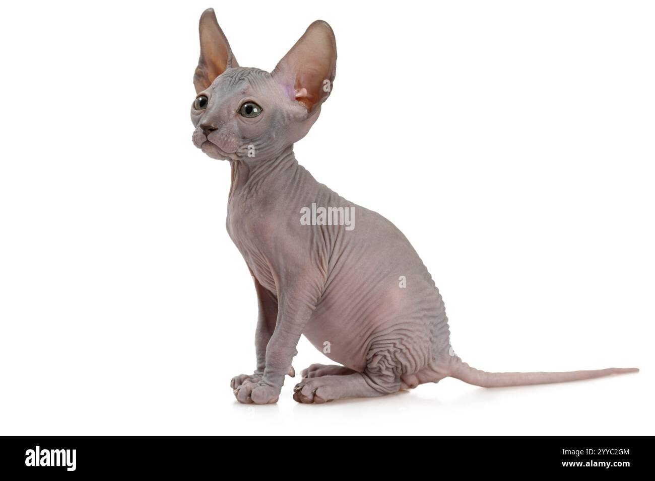 Adorable hairless Canadian Sphinx kitty cat (seven weeks old) isolated ...