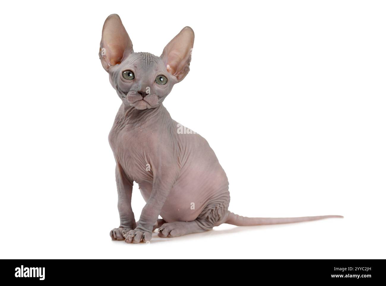 Pretty hairless Canadian Sphinx kitty cat (seven weeks old) isolated on ...
